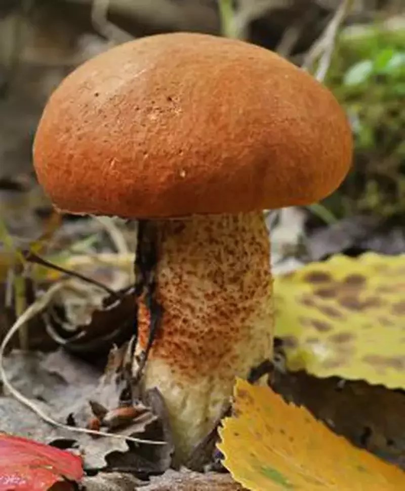 Specii gustoase de ciuperci comestibile - Divin Garden